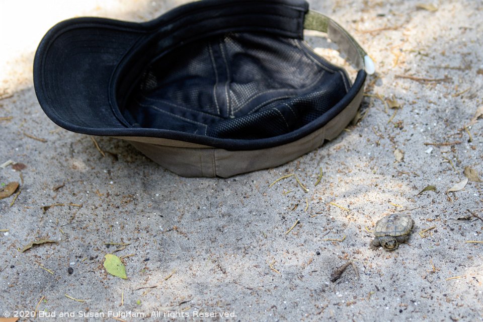 A day trip to Cedar Key and The Lower Suwannee River National Wildlife ...