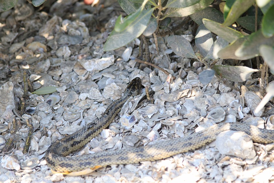 A day trip to Cedar Key and The Lower Suwannee River National Wildlife ...